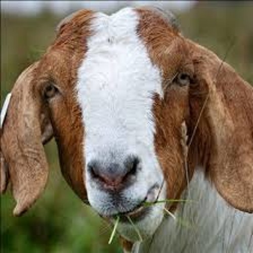 Stream Another Goat, More Milk UNMASTERED (Prod. by EMFB) by EMFB ...