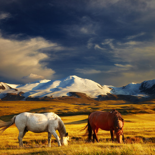 Stream Bukhu - Mongolian throat singing by WildMagAustralia | Listen ...