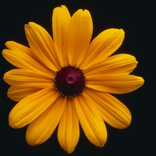 Stream Pavizham Pol Pavizhadharam pol...കേട്ട് മറന്ന അതി മനോഹരമായ ഒരു ...