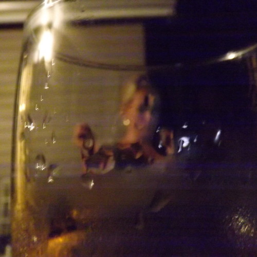 Stream "Ms. Grizzly Bear" by Rodney Seay | Listen online for free on ...