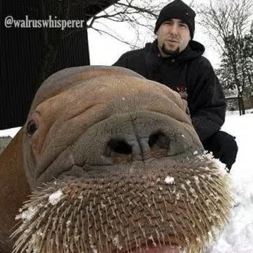 Stream Feature Interview: Phil Demers on 'Blackfish' and Marineland by ...