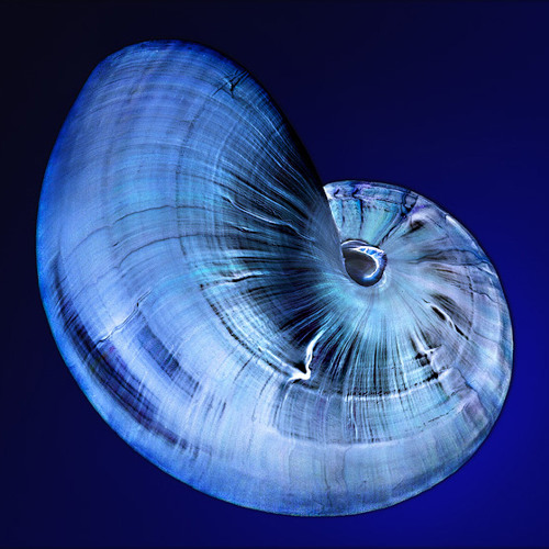 Stream Gathering Seashells by Israel Marcano by DJ1SRAEL | Listen ...