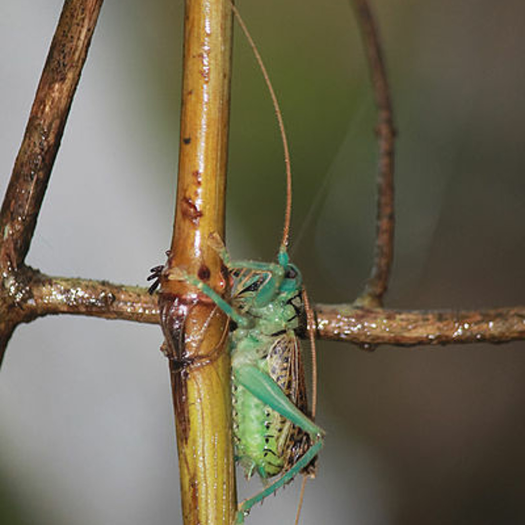 Stream Jim Wilson | God's Chorus of Crickets | crickets audio recording ...