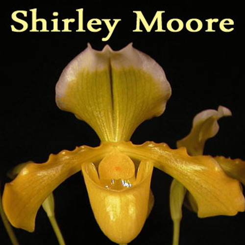 Stream lane records | Listen to Shirley Moore - Shirley Moore LP 2011 ...