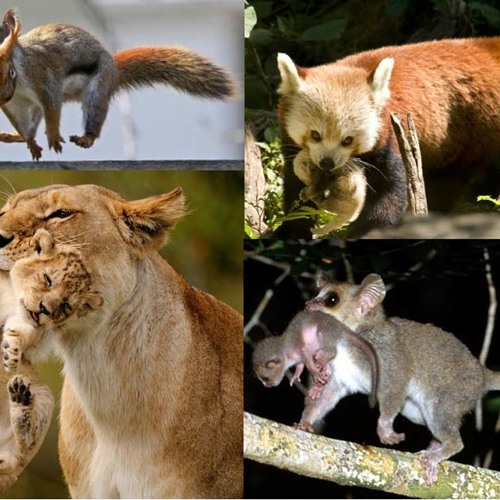 Stream Headless Mouse by Ant Lunch Musick | Listen online for free on ...