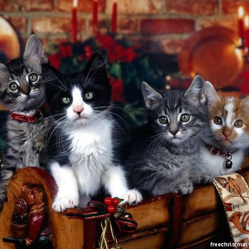 Stream IMeowww Presents...Carol of the Meows by Debbie Chou | Listen ...