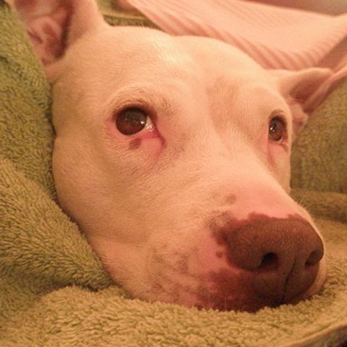 Stream The Crown by Bash Ton | Listen online for free on SoundCloud