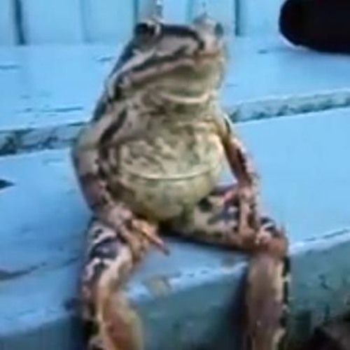 Stream la rana sentada (ex rana parada por que sento...) by esteban ...