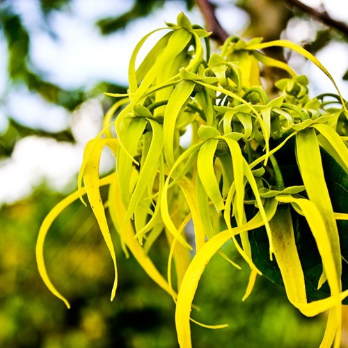 Stream Faigata le alofa-King Afa by Sili Iuli | Listen online for free ...