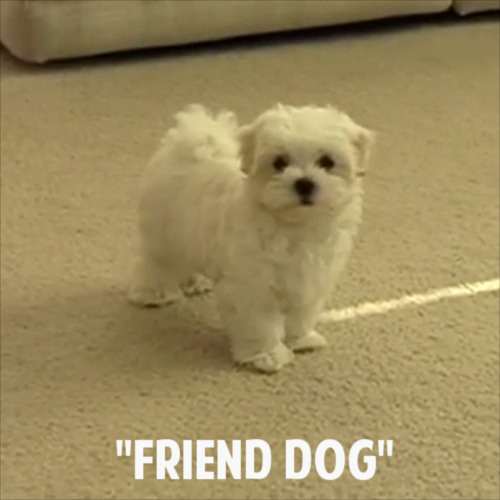 Stream Dog by Friend Dog | Listen online for free on SoundCloud