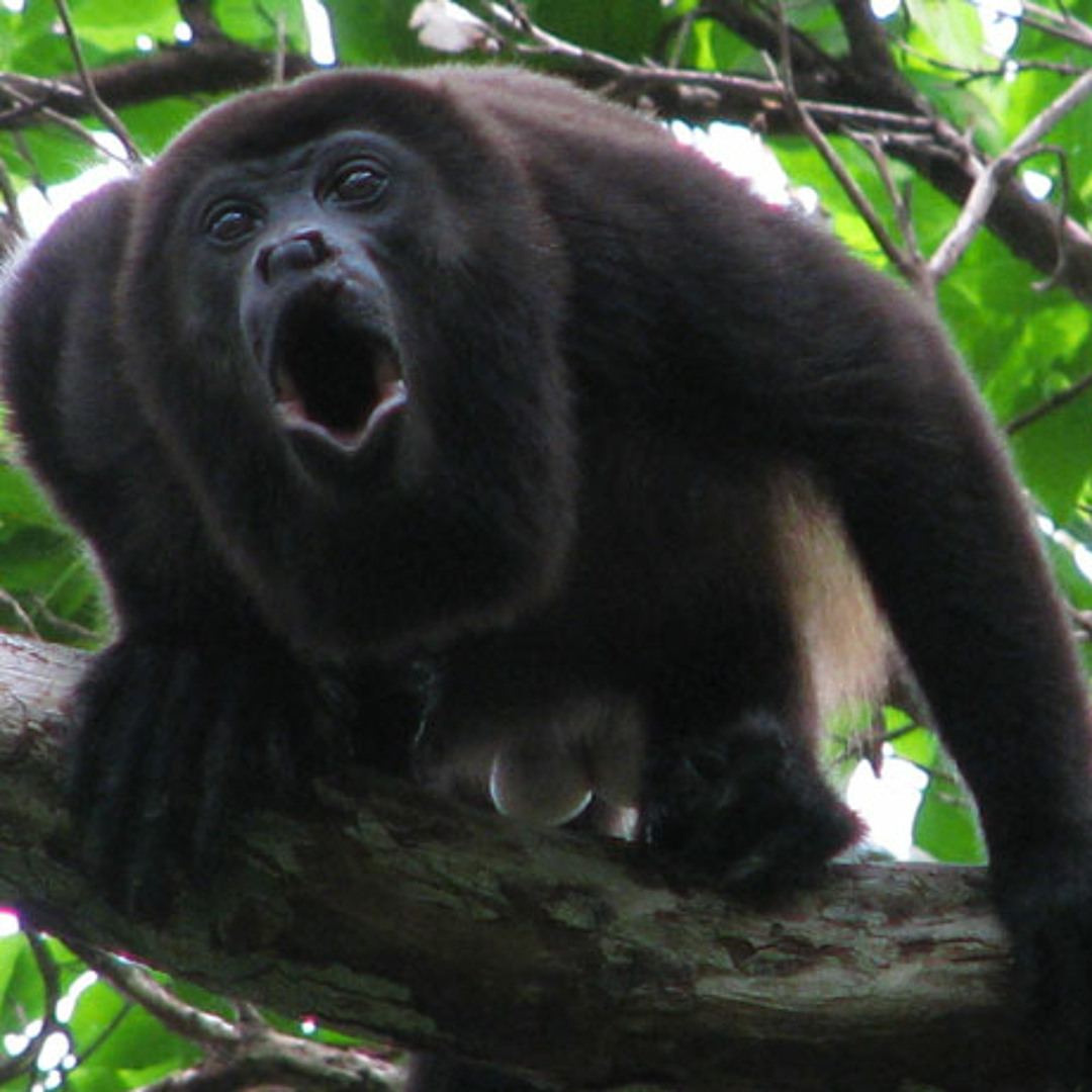 Stream Howler Monkey Sounds by Bci Guides | Listen online for free on ...