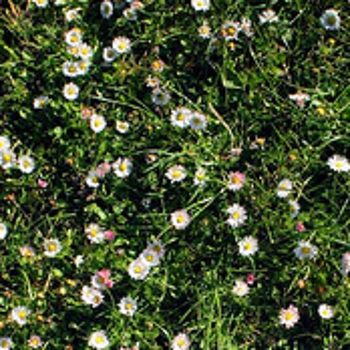 Stream Su Prestage | Listen to Daisy age playlist online for free on ...