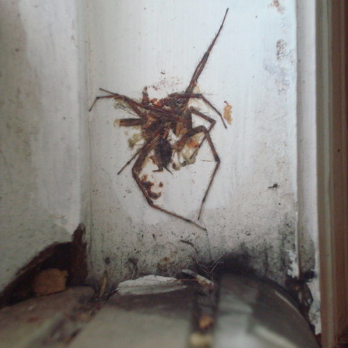 Stream Urban Insects, Mvmt. III - A Crushed Spider by Vitosha ...