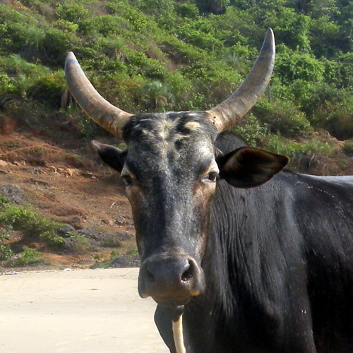 Stream Hari Haraye Namah Krishna. by Route 108 | Listen online for free ...