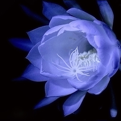 Stream 曇花 張洪量 by aaron_ang | Listen online for free on SoundCloud