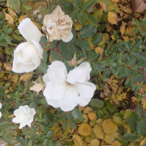 Stream snack on the washing machine by Media Cheerleader | Listen ...