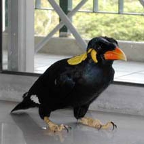 Stream Java Hill Mynah by wen hui ling | Listen online for free on ...