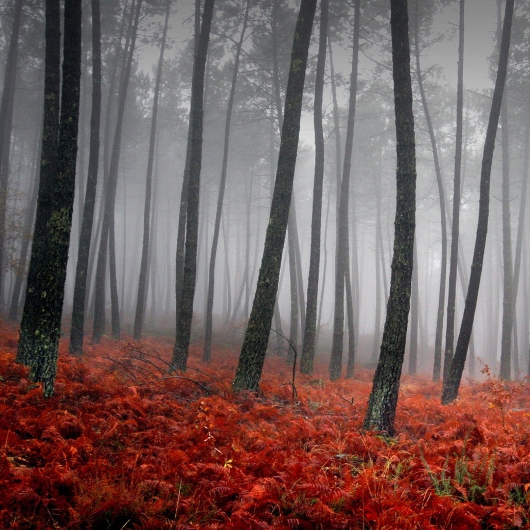 Stream Foolish Fool (Sublime acoustic cover) by MattMerritt | Listen ...