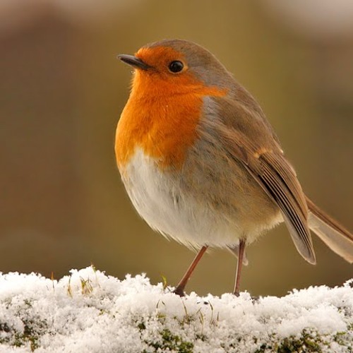 Stream Robin singing at night, South Coast UK, 21-30, 25-01-2014 by ...