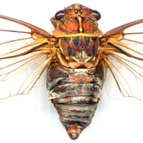 Stream episode Cicada: Razor Grinder (Henicopsaltria eydouxii) calling ...