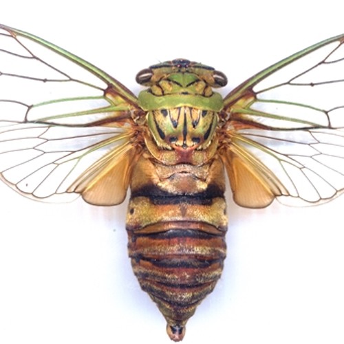 Stream episode Cicada: Golden Emperor (Anapsaltoda pulchra) calling ...