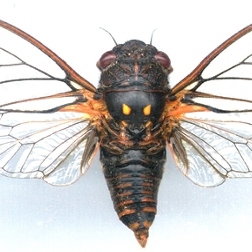 Stream episode Murray Acacia Cicada (Clinopsalta adelaida) calling song ...