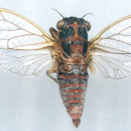 Stream episode Cicada: Brown Heath-buzzer (Drymopsalta daemeli) calling ...