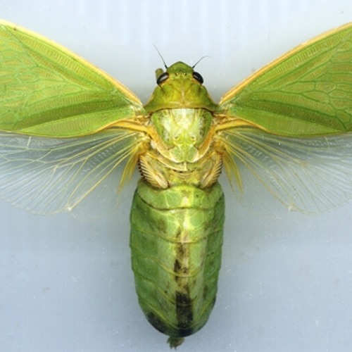 Stream episode False Bladder Cicada (Cystopsaltria sp. cf. immaculata ...
