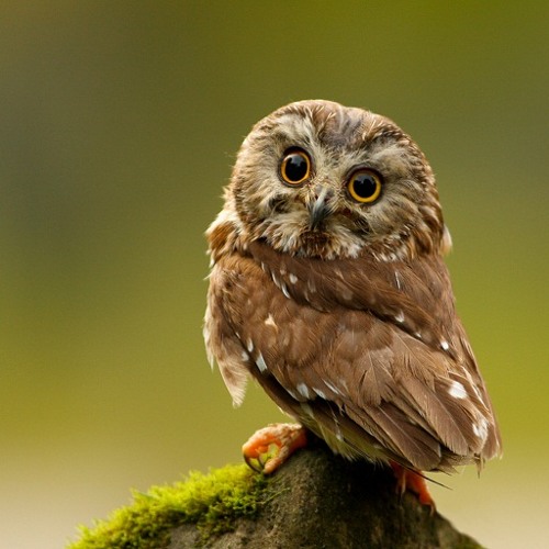 Stream Shush Pretty Owl | Listen to Owlstrumentals playlist online for ...
