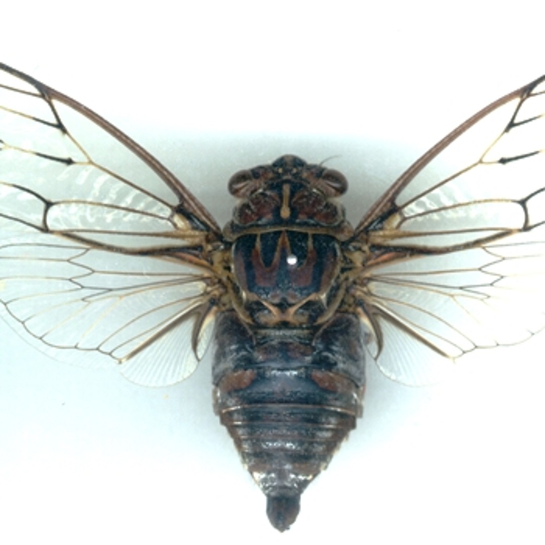 Stream episode Cicada: Laughing Razor Grinder (Henicopsaltria sp. cf ...
