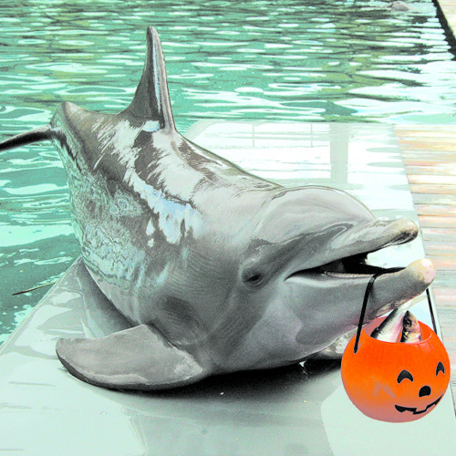 Stream Spooky Dolphin Ghost by Prawg Dogs | Listen online for free on ...