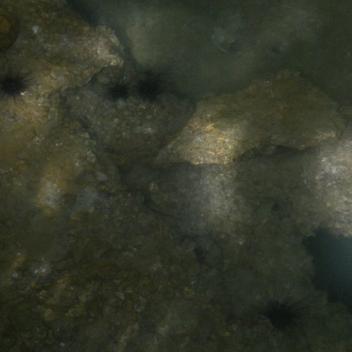 Stream Alyssa Moxley | Listen to Analog Experiments playlist online for ...