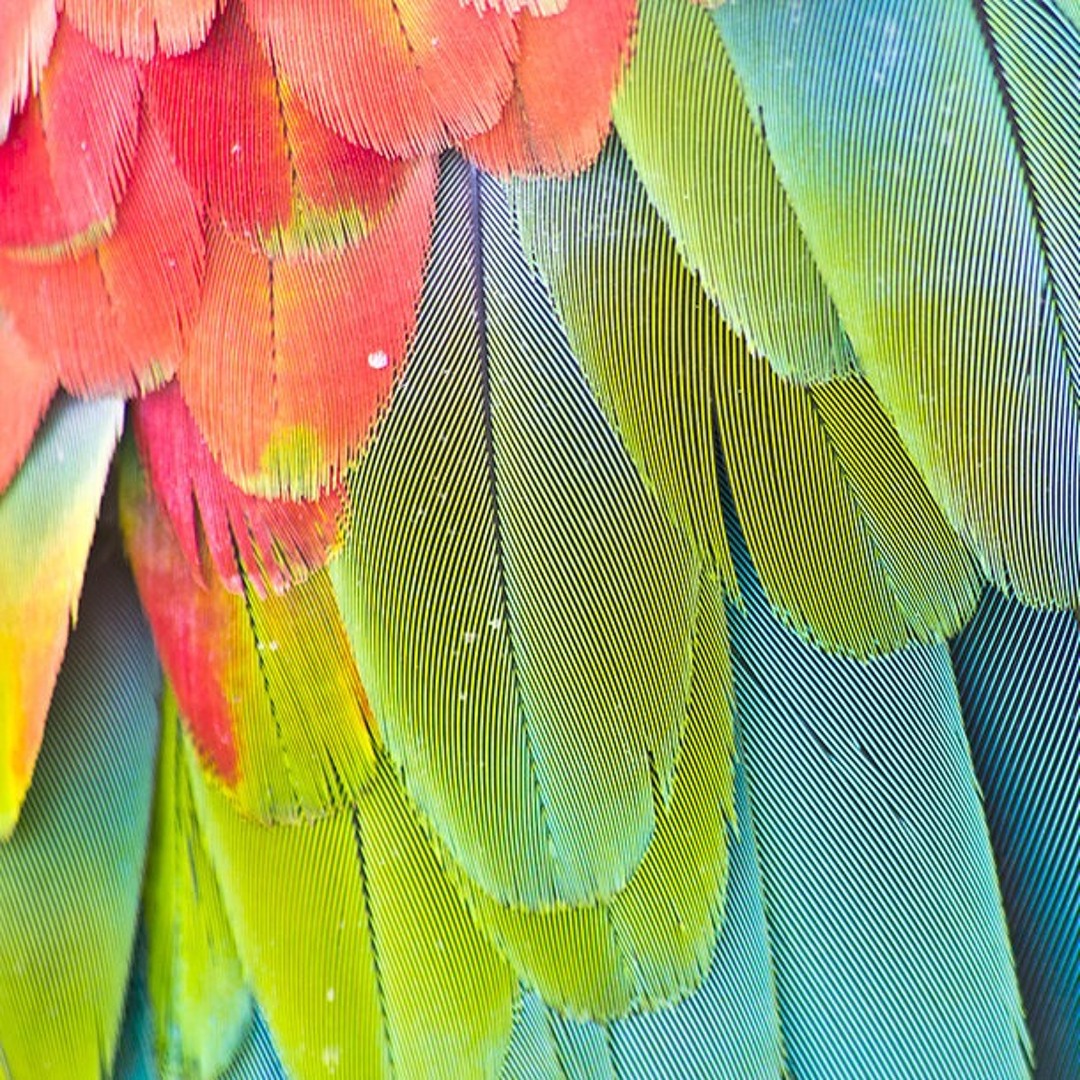 Stream Papagaio | Vinicius Calderoni by Guilherme Bruno | Listen online ...