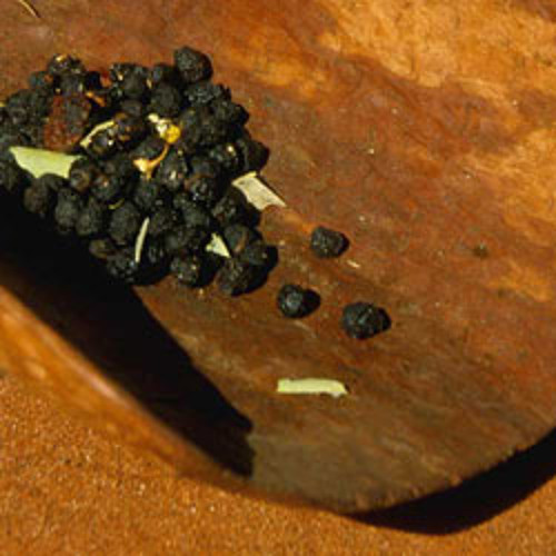 Stream Wira - Tools - Uluru Kata Tjuta National by parksaustralia ...