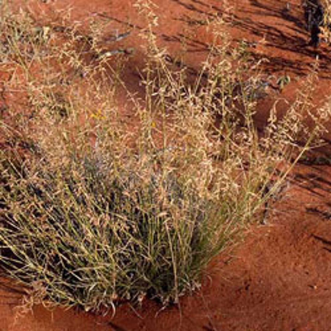 Stream Wanganu - Plants - Uluru Kata Tjuta National by parksaustralia ...
