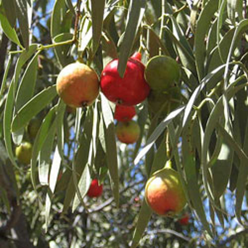 Stream Mangata - Plants - Uluru Kata Tjuta National by parksaustralia ...