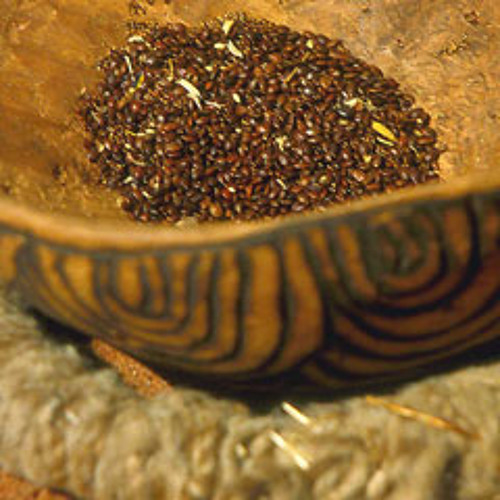 Stream Kaltu-kaltu - Plants - Uluru Kata Tjuta National by ...