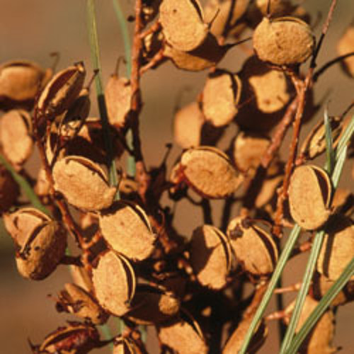 Stream Ininti - Plants - Uluru Kata Tjuta National by parksaustralia ...