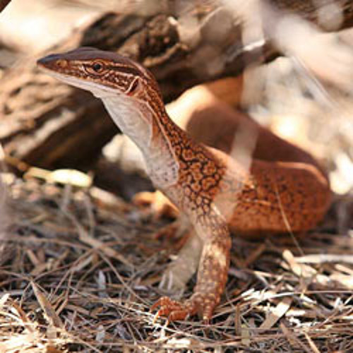 Stream Tinka - Animals - Uluru Kata Tjuta National by parksaustralia ...