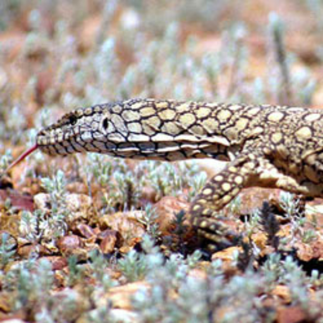 Stream Ngintaka - Animals - Uluru Kata Tjuta National by parksaustralia ...