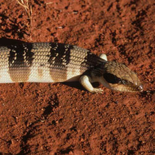 Stream Lungkata - Animals - Uluru Kata Tjuta National by parksaustralia ...