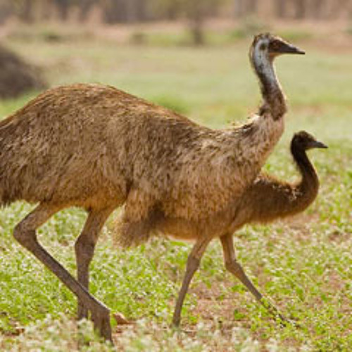 Stream Kalaya - Animals - Uluru Kata Tjuta National Park by ...