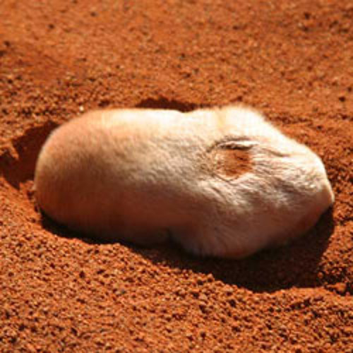 Uluru Animals