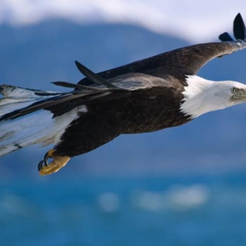 Stream Peyote Songs - Raymondo Eagle Bear, Adam David Begay, ~Old ...