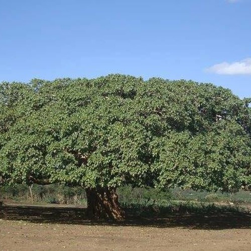 Stream Elemo Ali Laal Odaa Gaadisaa by oromian-tube | Listen online for ...