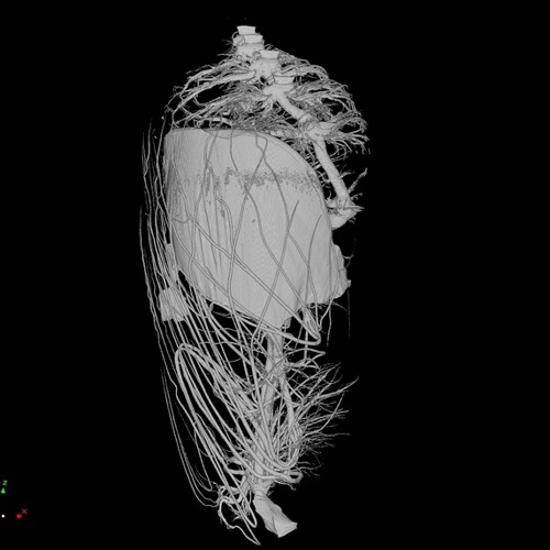 Stream Life Cycle by Jonathan Mandeno Composer | Listen online for free ...