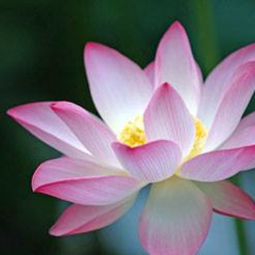 Stream Pin Anumodanawa - Maha Parinibbana Sutta - Part - 1MB & 1Min by ...