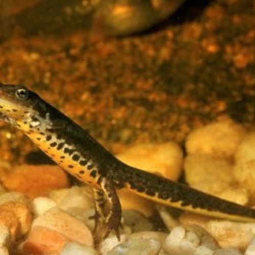 Stream El Baile Del Tritón - Newt Dance by Carlos Ramírez Valiente ...