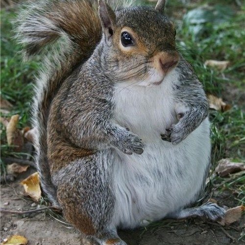 Fat Squirrel