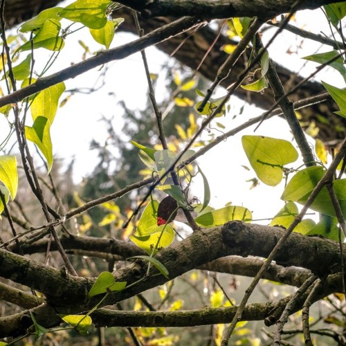 Stream JungleTon Live by Kím Fôrest | Listen online for free on SoundCloud